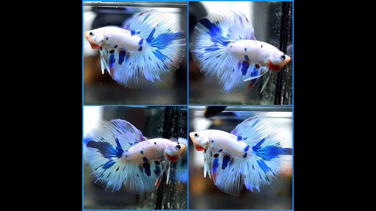 Betta Fish Fancy BLUE MARBLE DOTS DRAGON WHITE PLATINUM Halfmoon HM ...