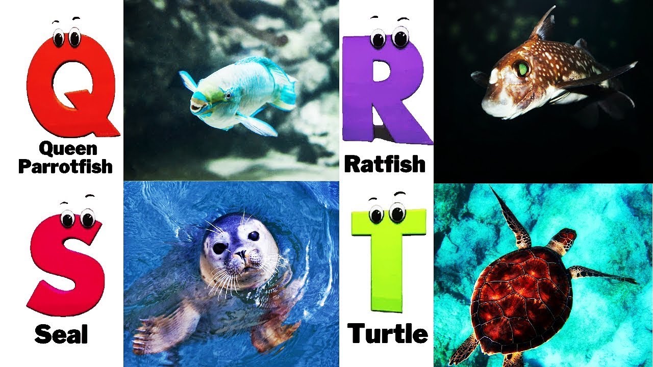 ABC Under the Sea Song | Sea Animals song | Learn English, Alphabets ...