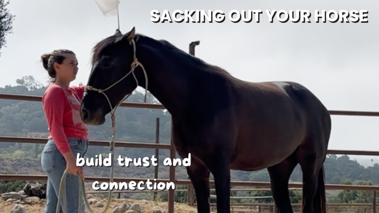 How to sack out your horse to make them a more enjoyable companion ...