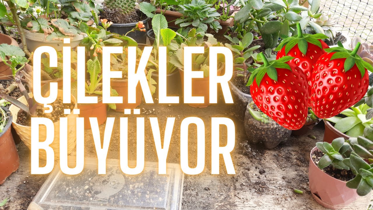 MASA BAHÇESİ ÇİLEK YETİŞTİRME / Çilekler Ne Durumda? / TABLE GARDEN ...