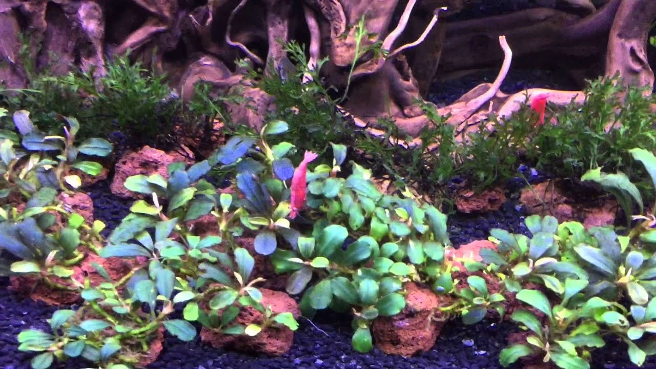 Buce tank with fire shrimps (sept18) - YouTube