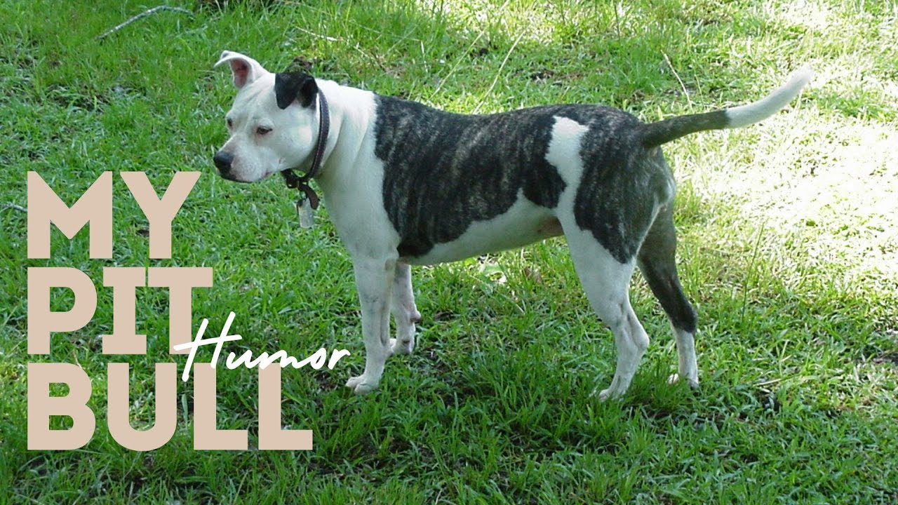 Pit Bull Jokes - YouTube