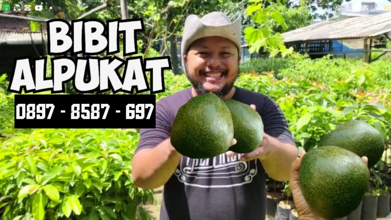 Update Stok Terbaru bibit alpukat miki, alpukat Cipedak, alpukat ...