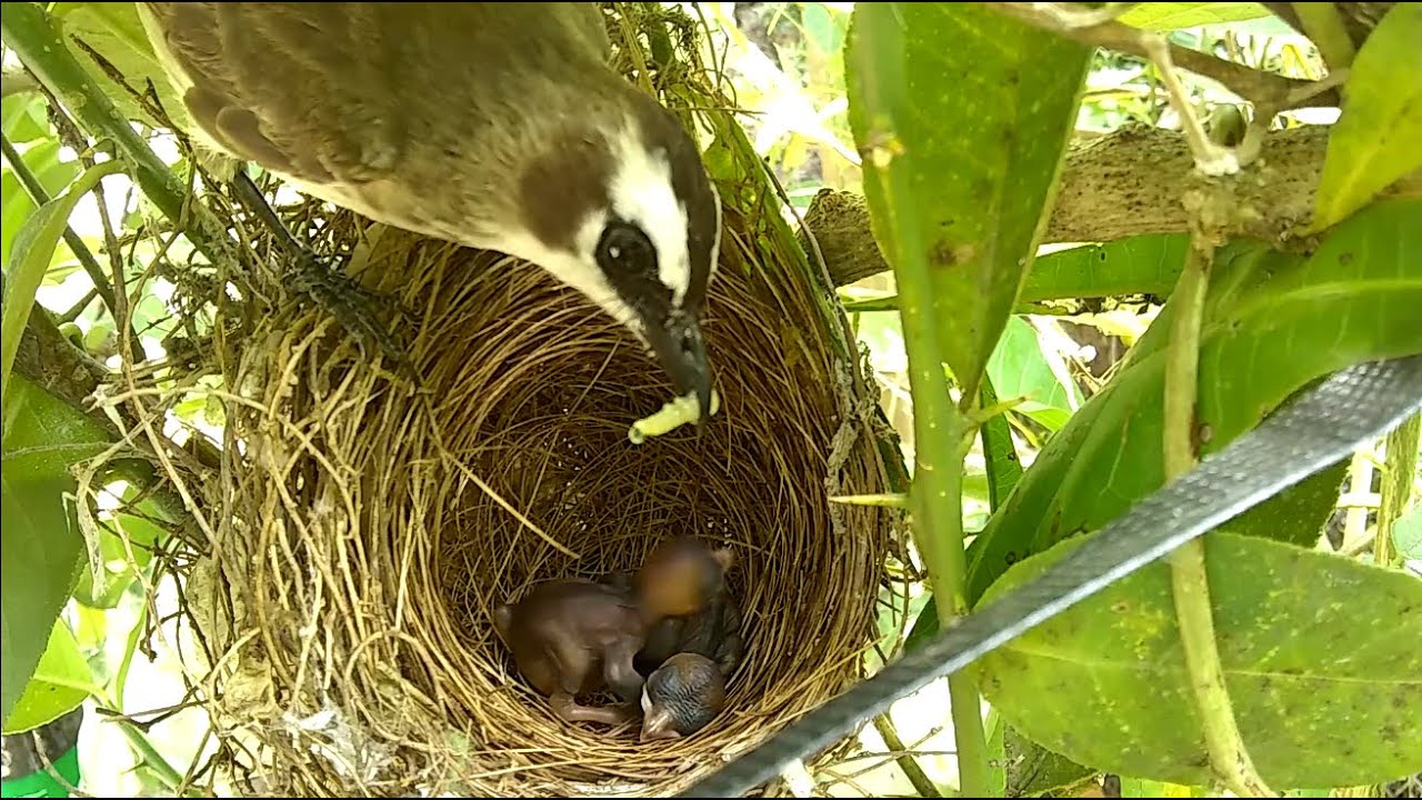 Birdwatching, 2-DAY-OLD yellow vented bulbul (pulangga) -- FEEDING ...