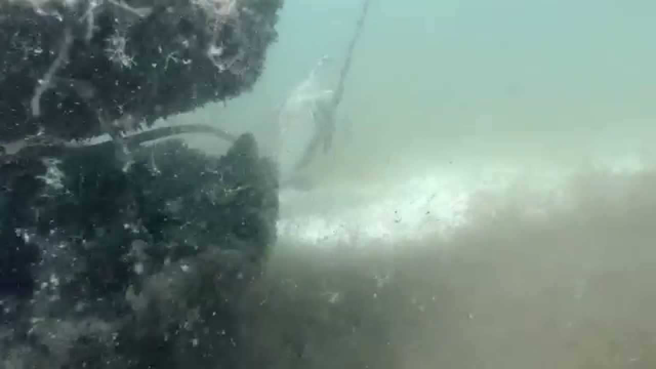 Snorkeling Navarre Reef Sept. 18-22 - YouTube