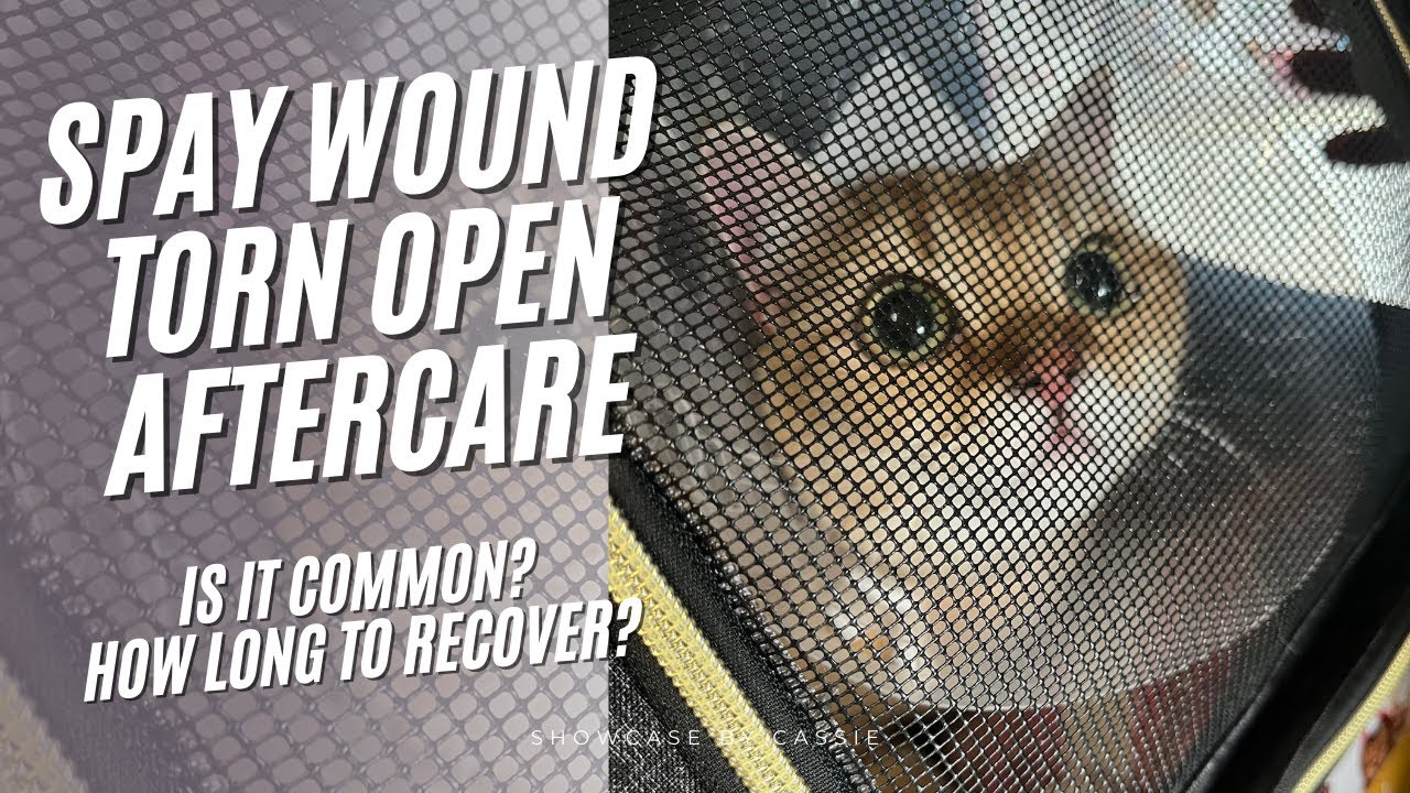 Day 17 IS IT COMMON? Cassie Torn Opened wound CANNOT Fully Closed ...