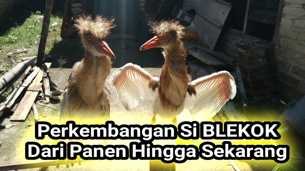 Perkembangan Burung Blekok Dari Panen Hingga Sekarang - YouTube