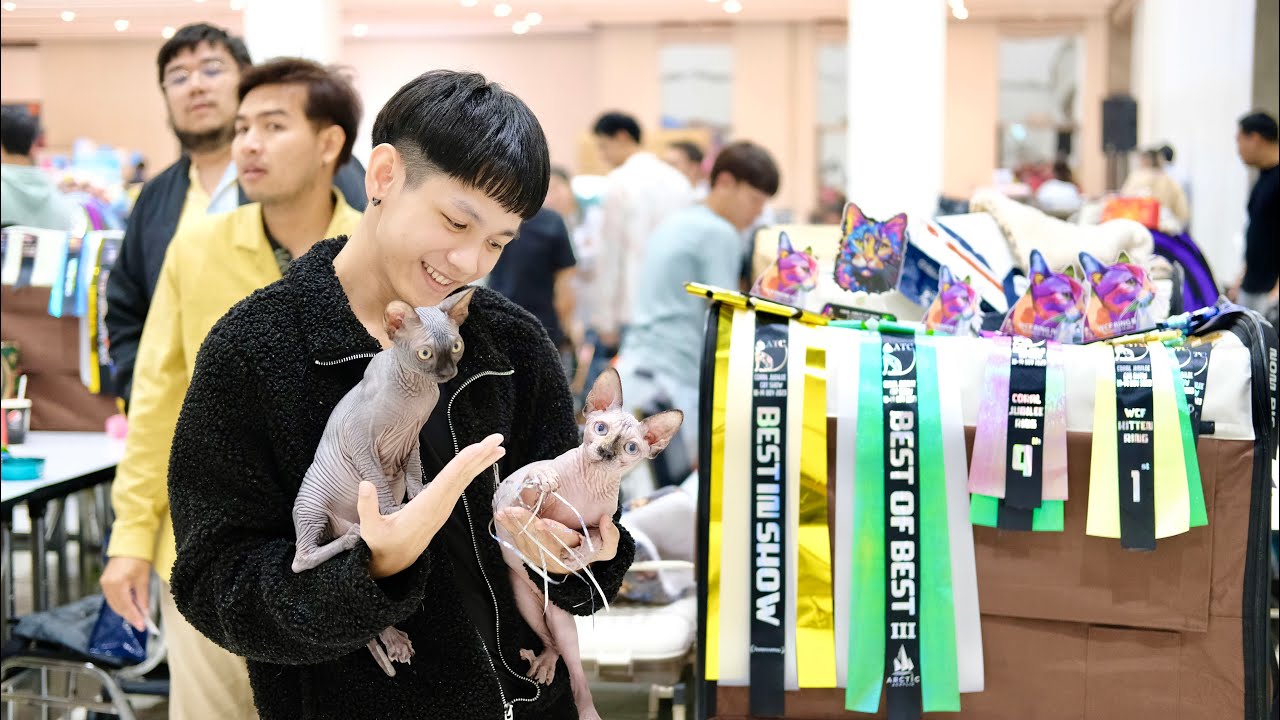 งานประกวดแมว | WCF International Cat Show (ATC) Sphynx | 18-19 NOV 2023 ...