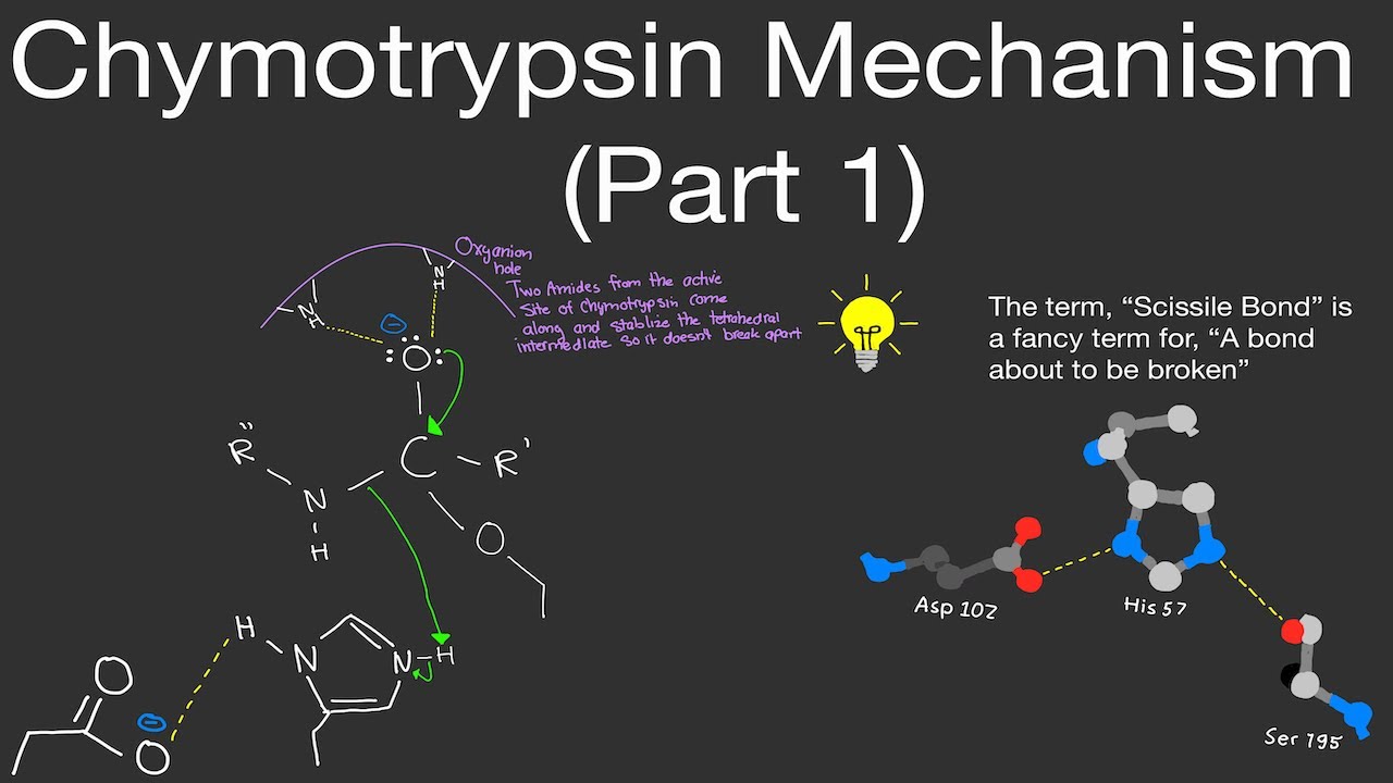 Biochemistry: Chymotrypsin Mechanism (Part 1) (Chymotrypsin Enzyme ...