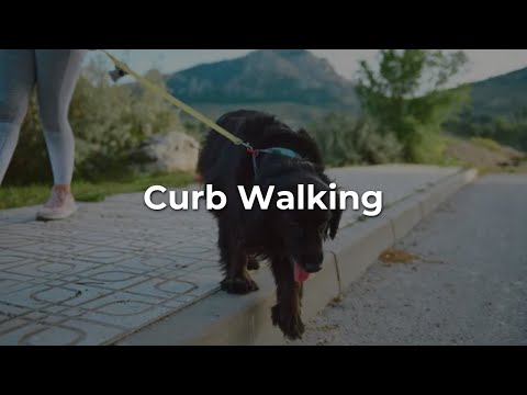 Curb Walking: A Rehabilitation Technique for your Dog - YouTube
