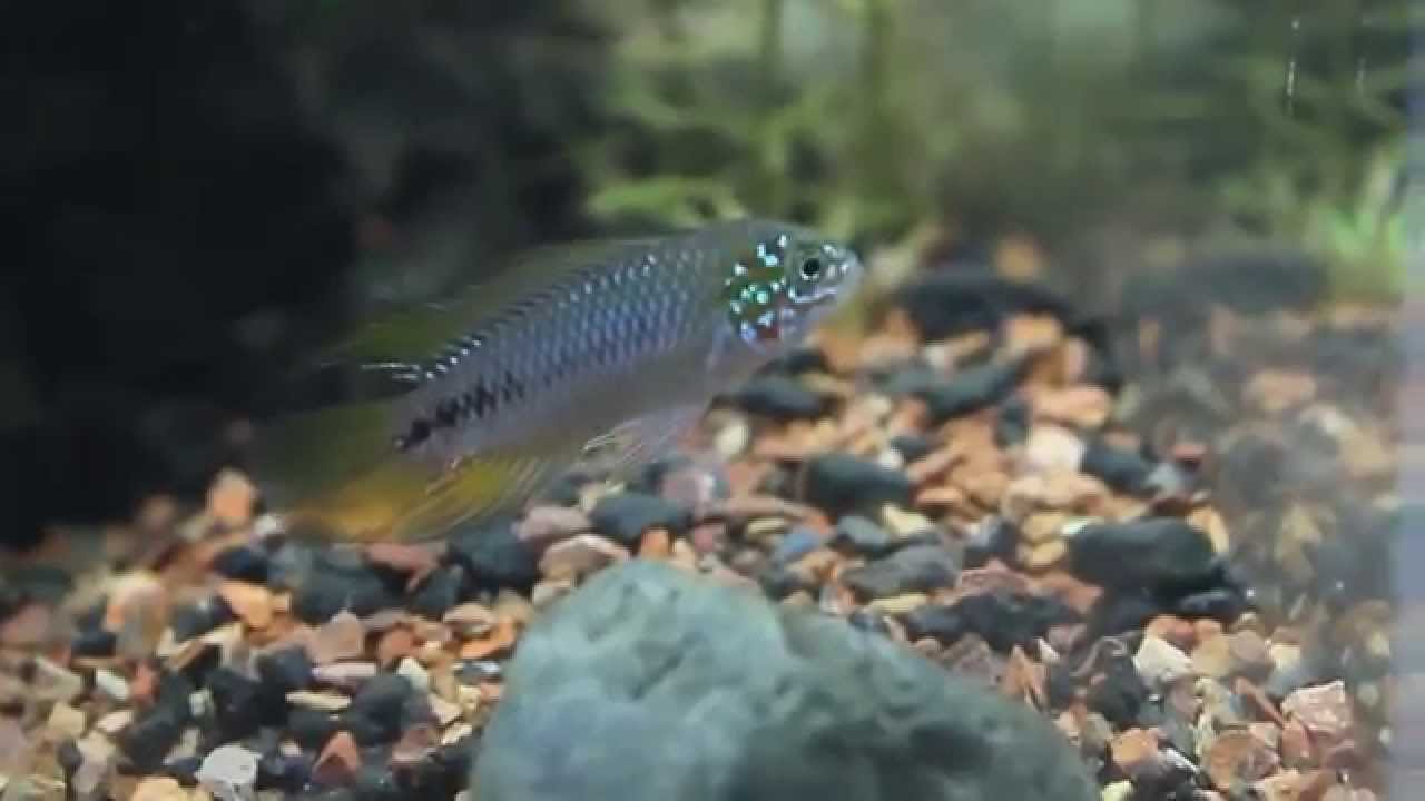 New Apistogramma borelli's and the 55 gal - YouTube