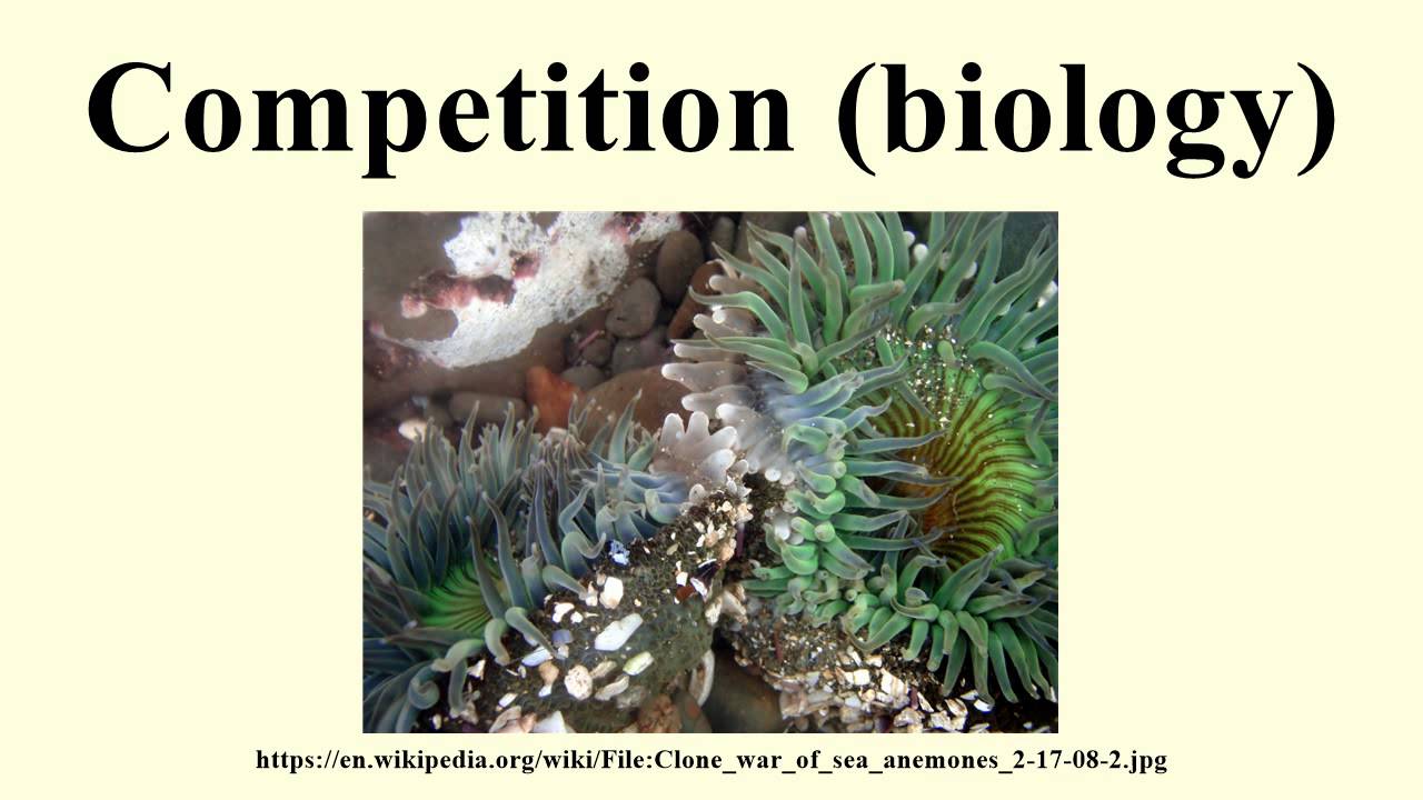 Competition Examples Biology