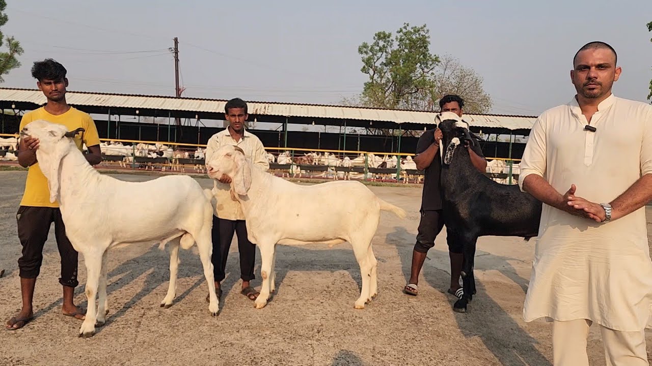 Black Gujri First Time & More Beautiful Goats Of Al Akbar Goat Farm ...