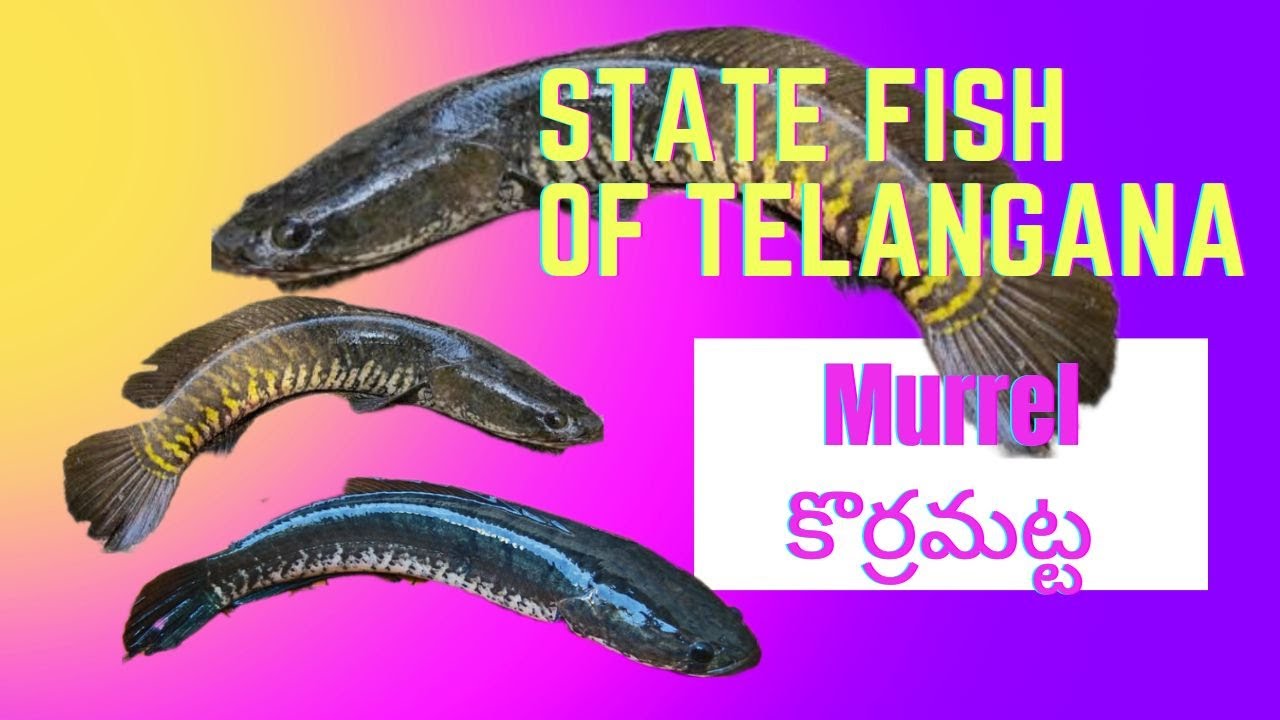 state fish of telangana #telangana #telugu #blackheads #murrelfish # ...