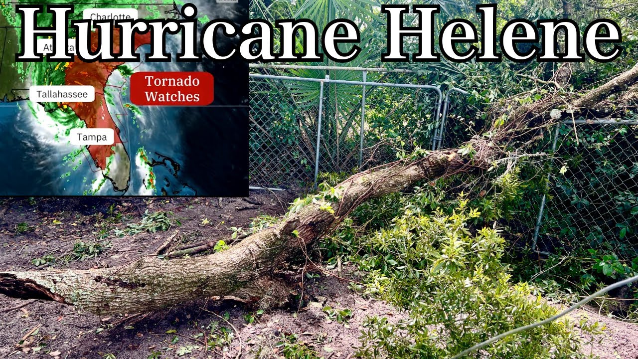 Our Experience with Hurricane Helene | Hurricane Relief Fund | Our Dog ...