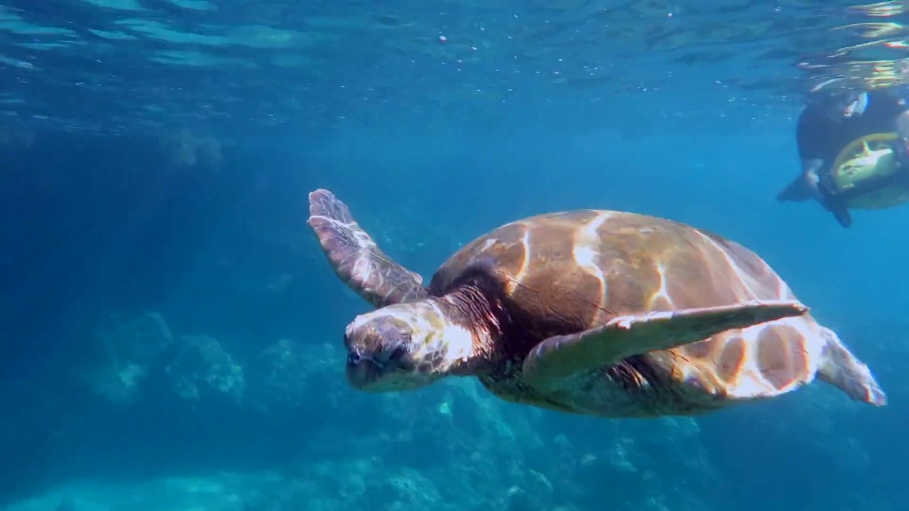 The Best way to See turtles in Hawaii-Blaze Anderson Scooter Snorkel ...