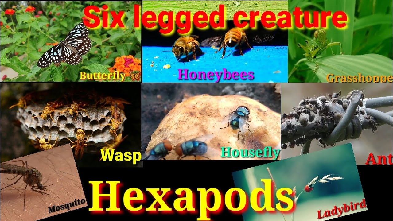 🔴 Insects for kids || insects name with pictures || six legged animals ...
