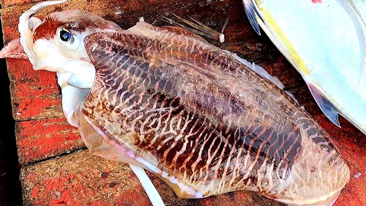 CUTTLEFISH | FISH CUTTING EXPERT IN SRI LANKA MR.RASANGA - YouTube