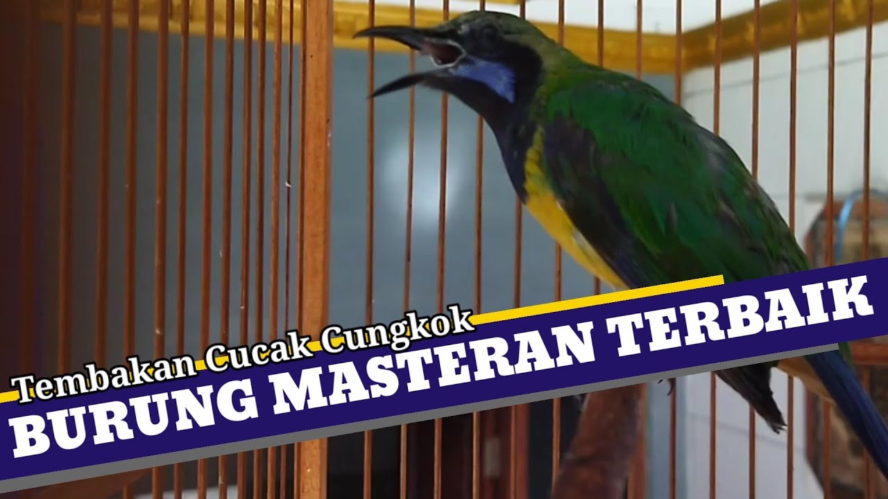 MASTERAN CUCAK CUNGKOK || Burung Masteran Terbaik - YouTube