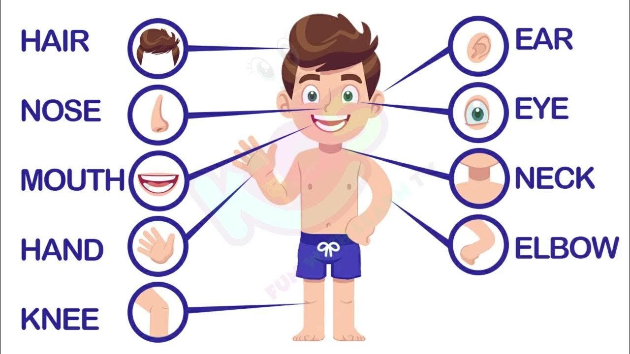 Learn the Body Parts - YouTube