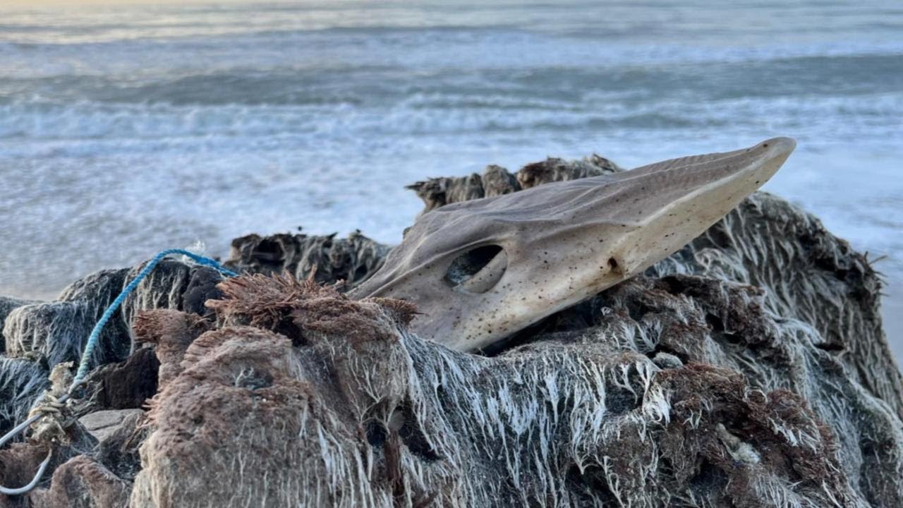 Are You SCARED OF SHARKS!? - YouTube