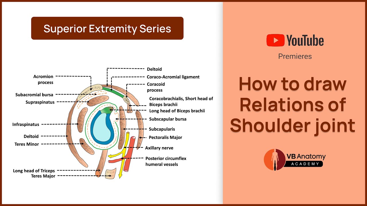 How to draw detailed relations of the Shoulder Joint? Sketch & Recall ...