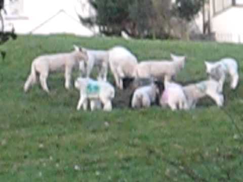 gambling lambs - YouTube