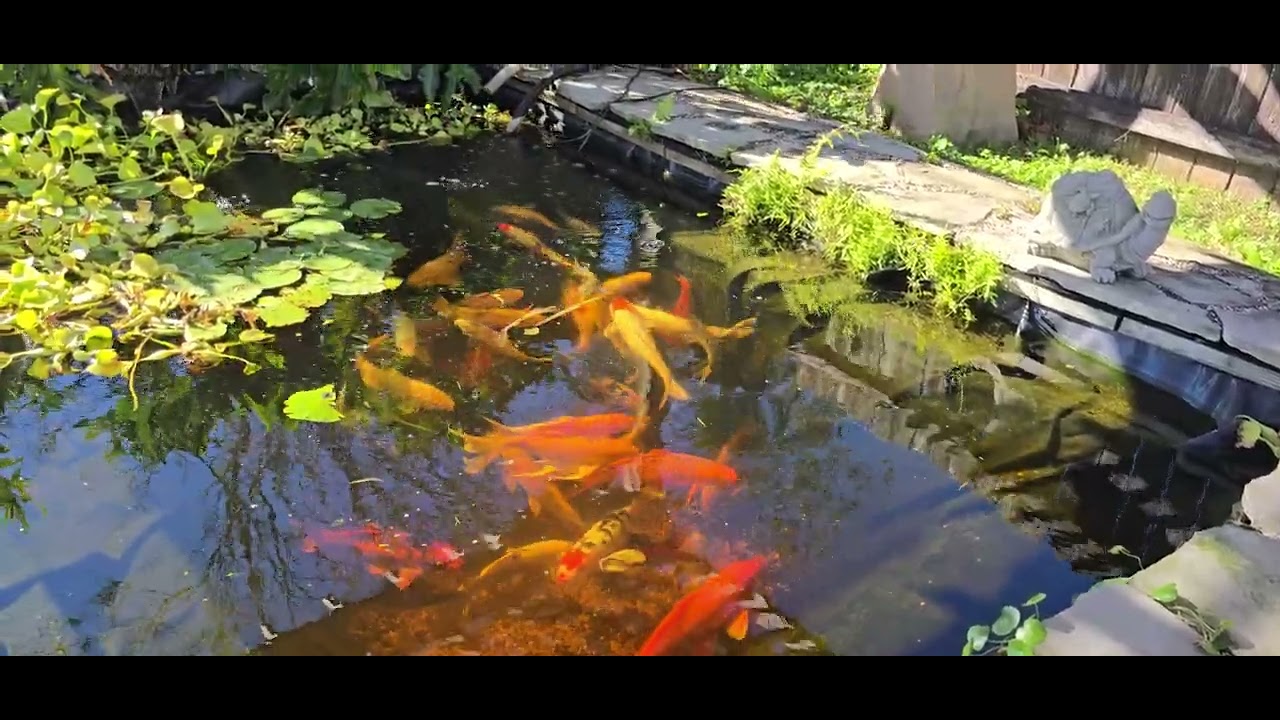 Slow koi in cold but clear water - YouTube