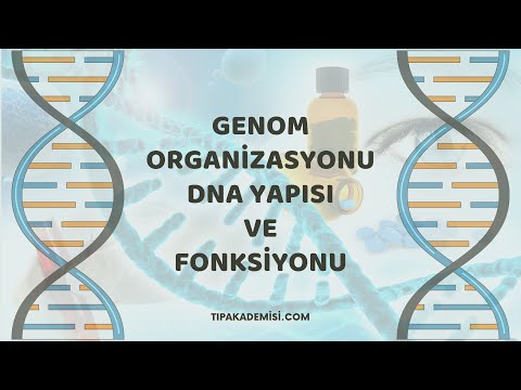 tipakademisi.com Biyokimya Video Paketi - Genom Organizasyonu DNA Yapısı ve Fonksiyonu Konu