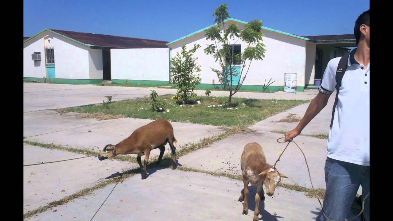 practicas en el cbta 271 - YouTube