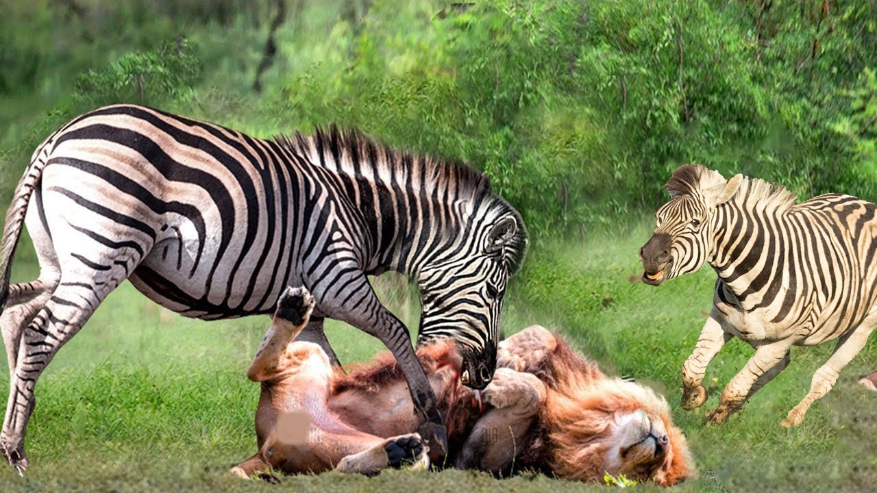 Zebra vs Lion. Watch The Battle Unfold! The Fight For Survival #Animal ...