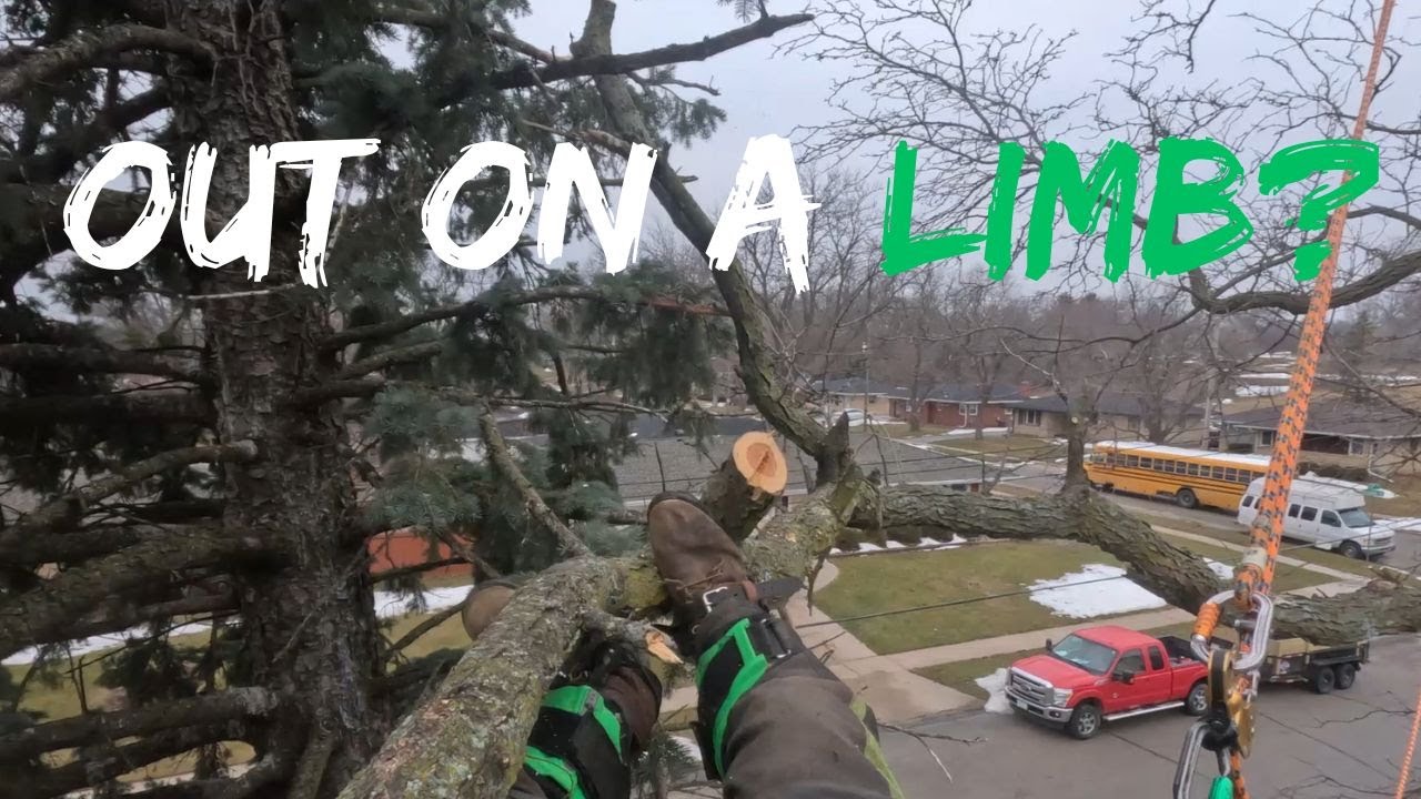 Trimming a Locust with Aaron - YouTube