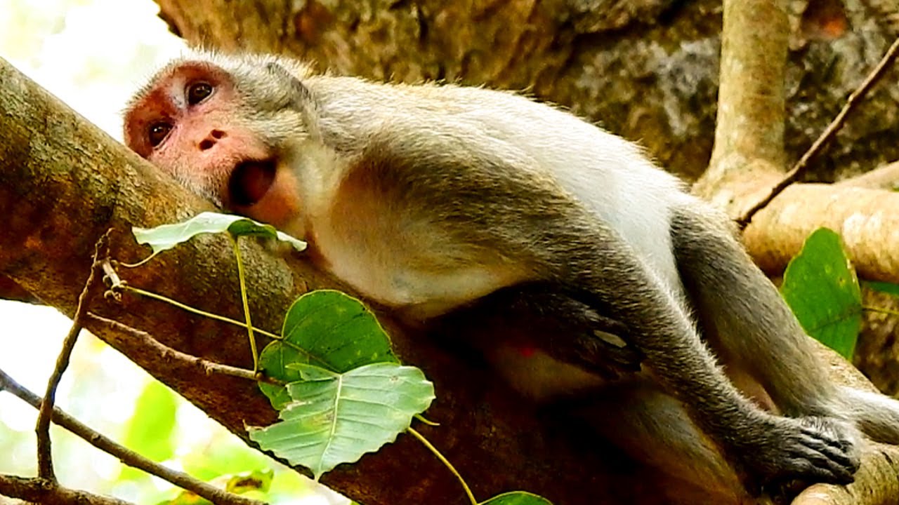 Pleasure Day !! Jane Monkey Look Happy So Much in Day When Her Resting ...