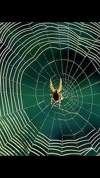 How spiders make web 🕸. Reality of spider web.Detailed information ...