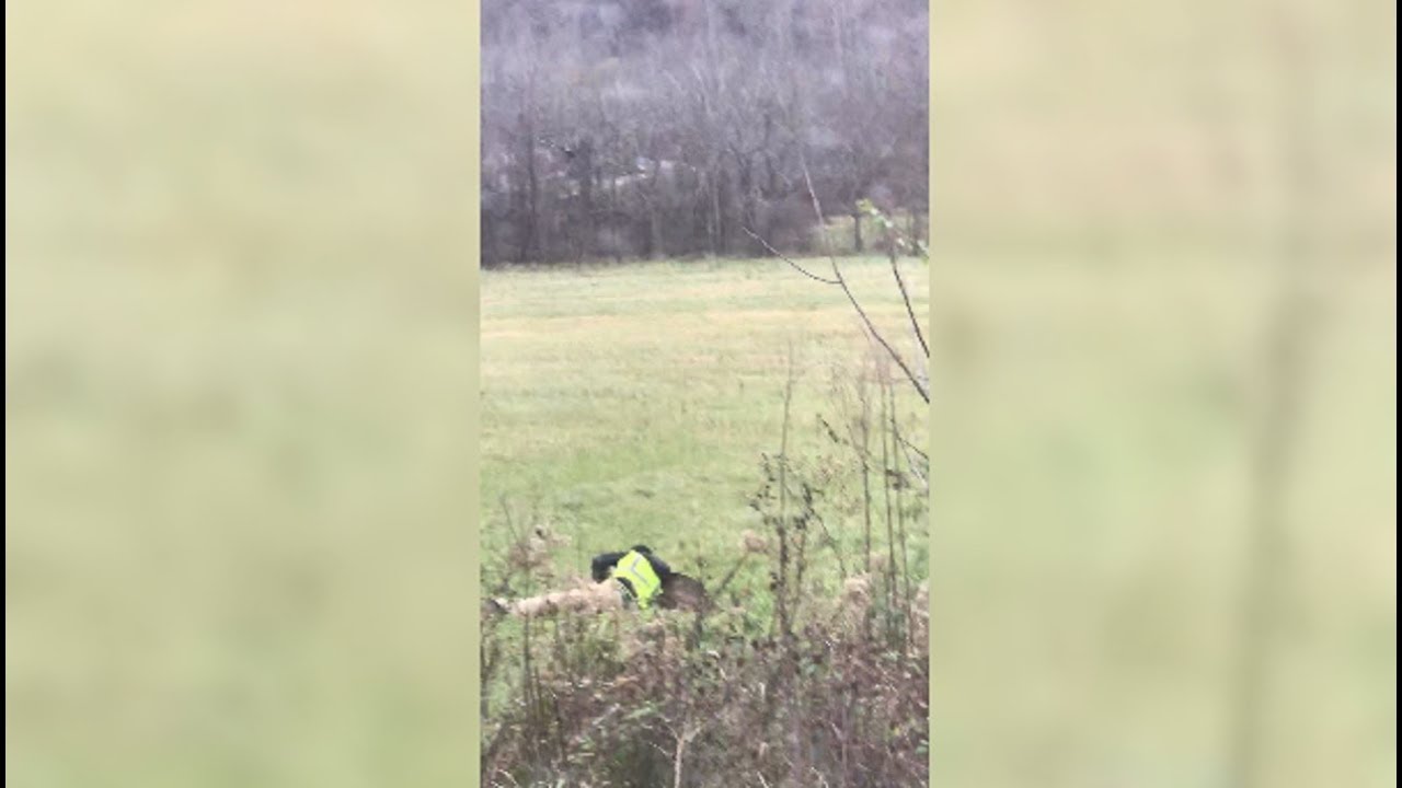 Man fights A Deer! Who Would Win - YouTube