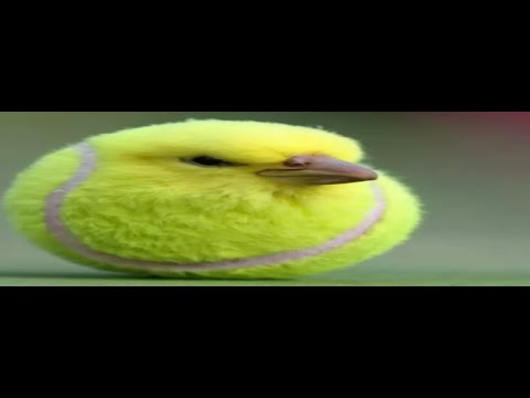 tennis bird - YouTube