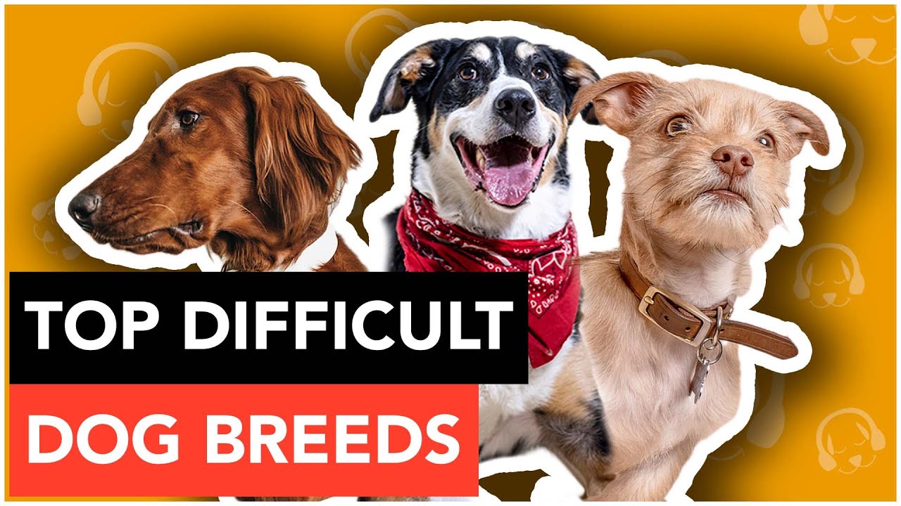 Top Difficult Dog Breeds for Training and Obedience - YouTube