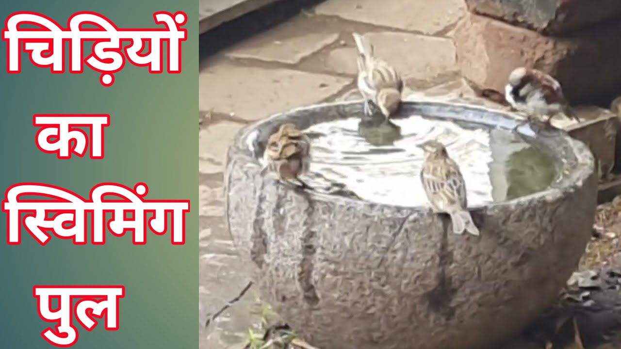 sparrow bathing ! birds swimming - YouTube