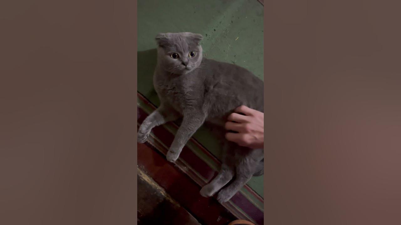 Пуся - YouTube