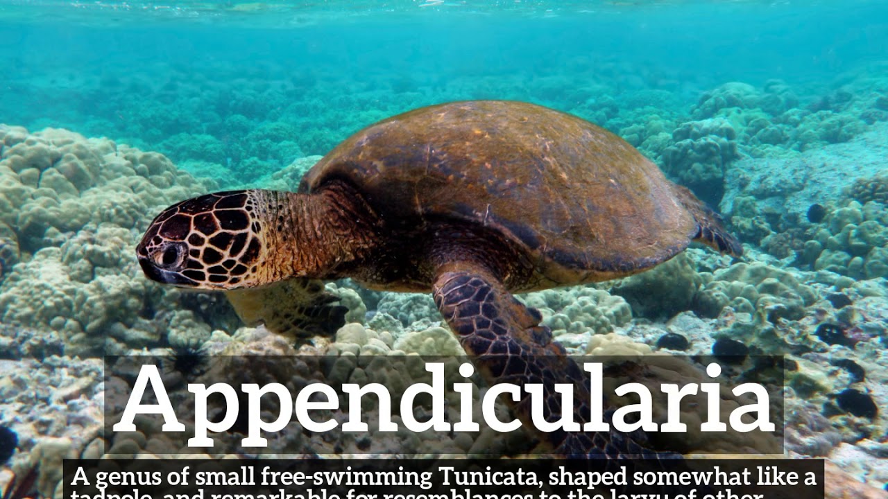 What is Appendicularia? | How to Say Appendicularia in English? | How ...