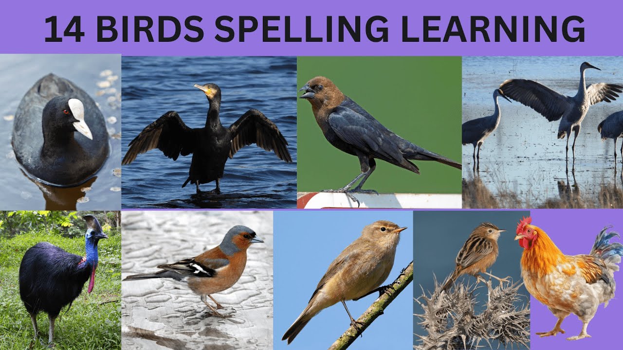 10 BIRDS SPELLING LEARNING- Teaching Kids to Spell with Birds! (2024 ...