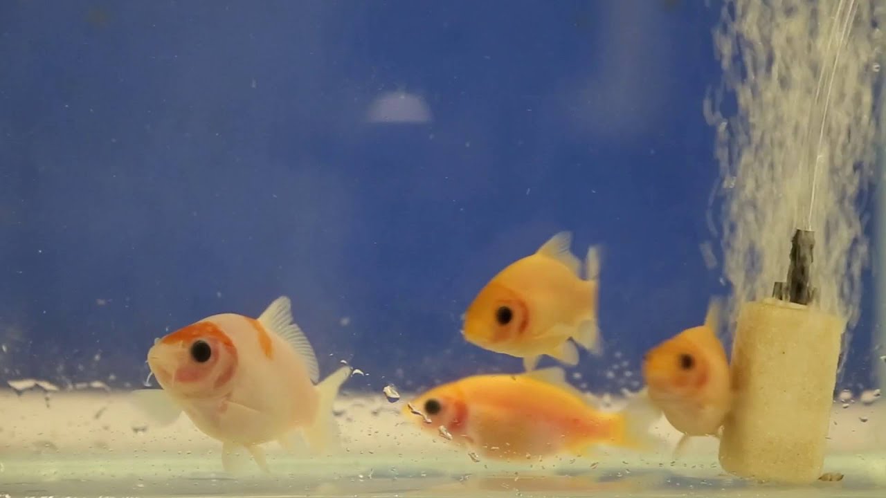 Scale -Transparency and Red-Eye Mutations in Koi [CC] - YouTube