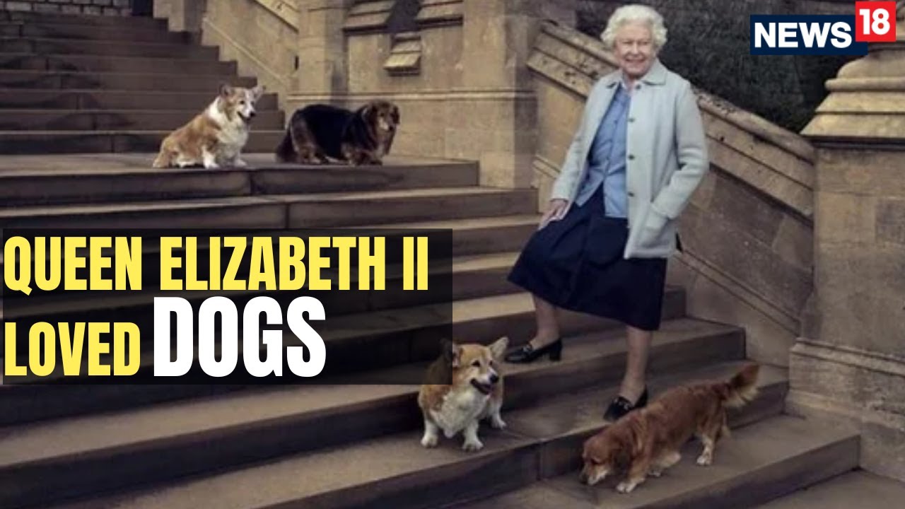 Queen Elizabeth's Love For Dogs | Queen Elizabeth Farewell News ...