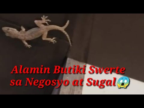 Anung hatid na swerte Ang butiki na may dalawang buntot.Swerte nga ba sa Negosyo at Sugal.Alamin!