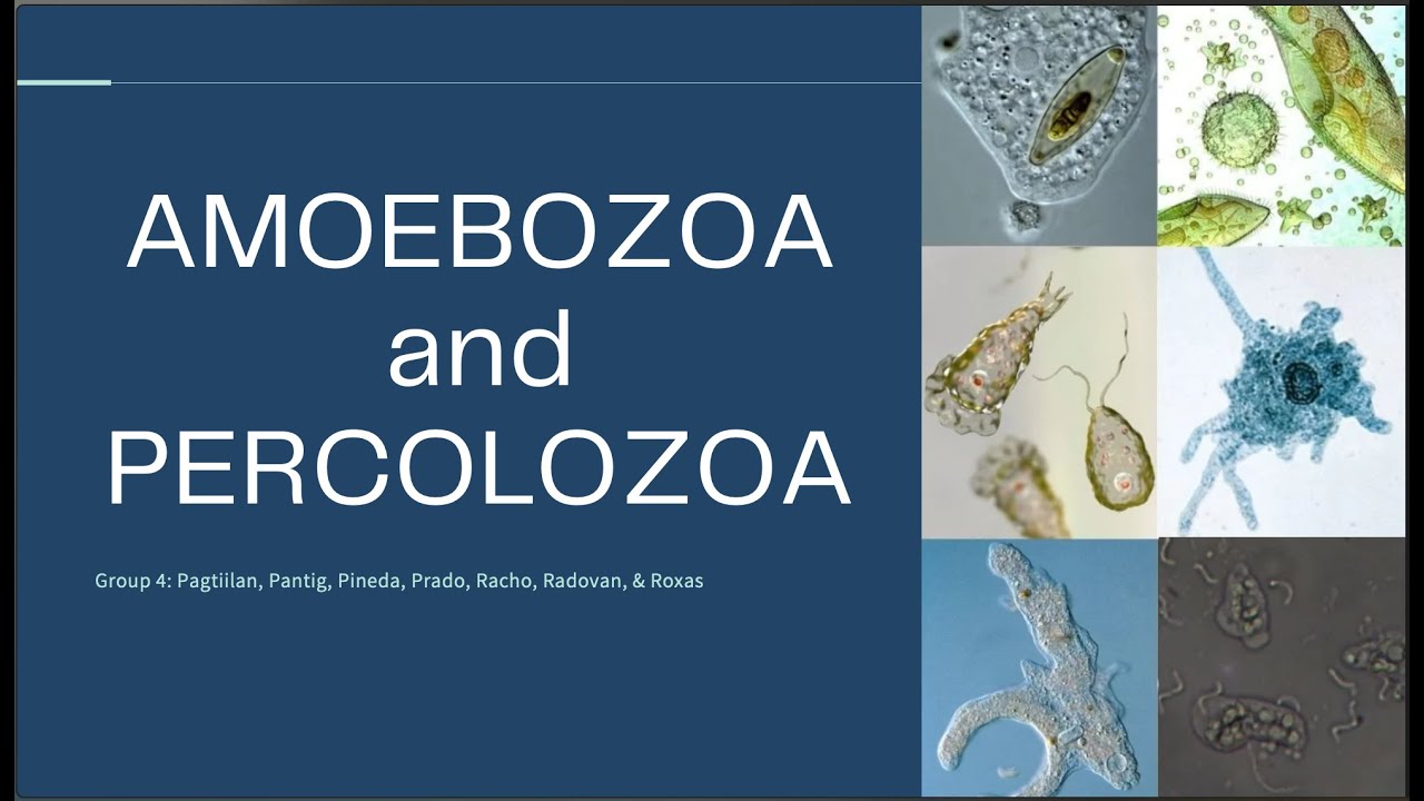 Group 4 Amoebozoa and Percolozoa: Acanthamoeba, Entamoeba, and ...