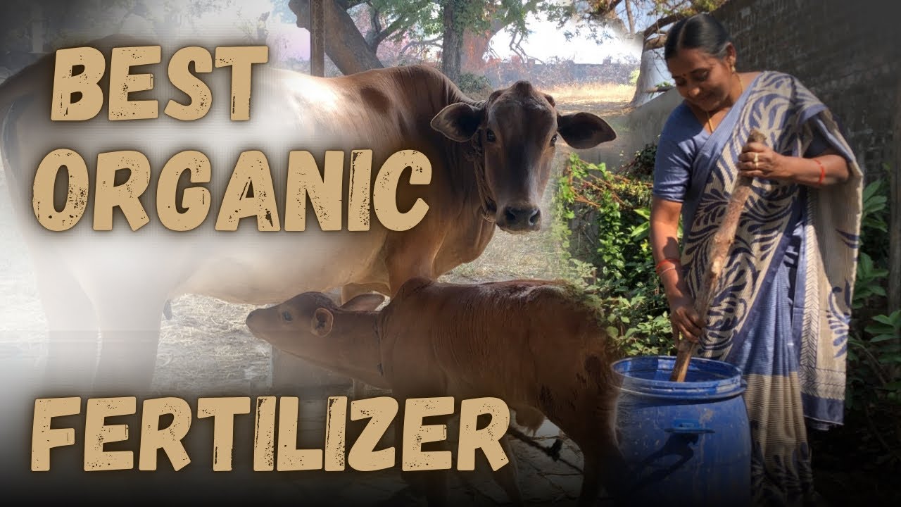 Organic farming Fertilizer..!HEAVY HARVEST WITH THIS FERTILIZER..# ...