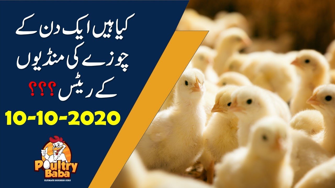 Day old chick rate 10 October 2020 poultry rates Chick prices in ...