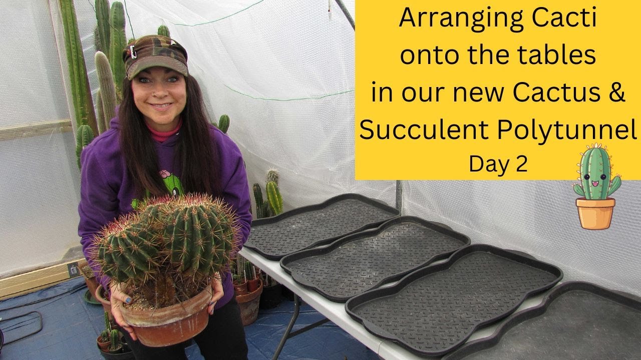 Arranging Cacti onto the tables in our new Cactus & Succulent Polytunnel | Cactus Collection # ...