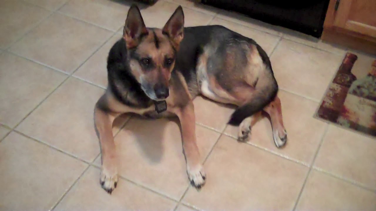 Day 56 post CCL ACL tear German Shepherd dog Zero physical therapy 'sit ...