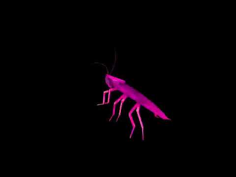 rainbow cockroach dancing to draft punk around the world 1 hour - YouTube